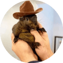 Peanut the Squirrel (PNUT) Price & Chart - Peanut the Squirrel Value ...